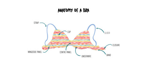 Bra Anatomy - Understanding Of Bra Components | Zivame