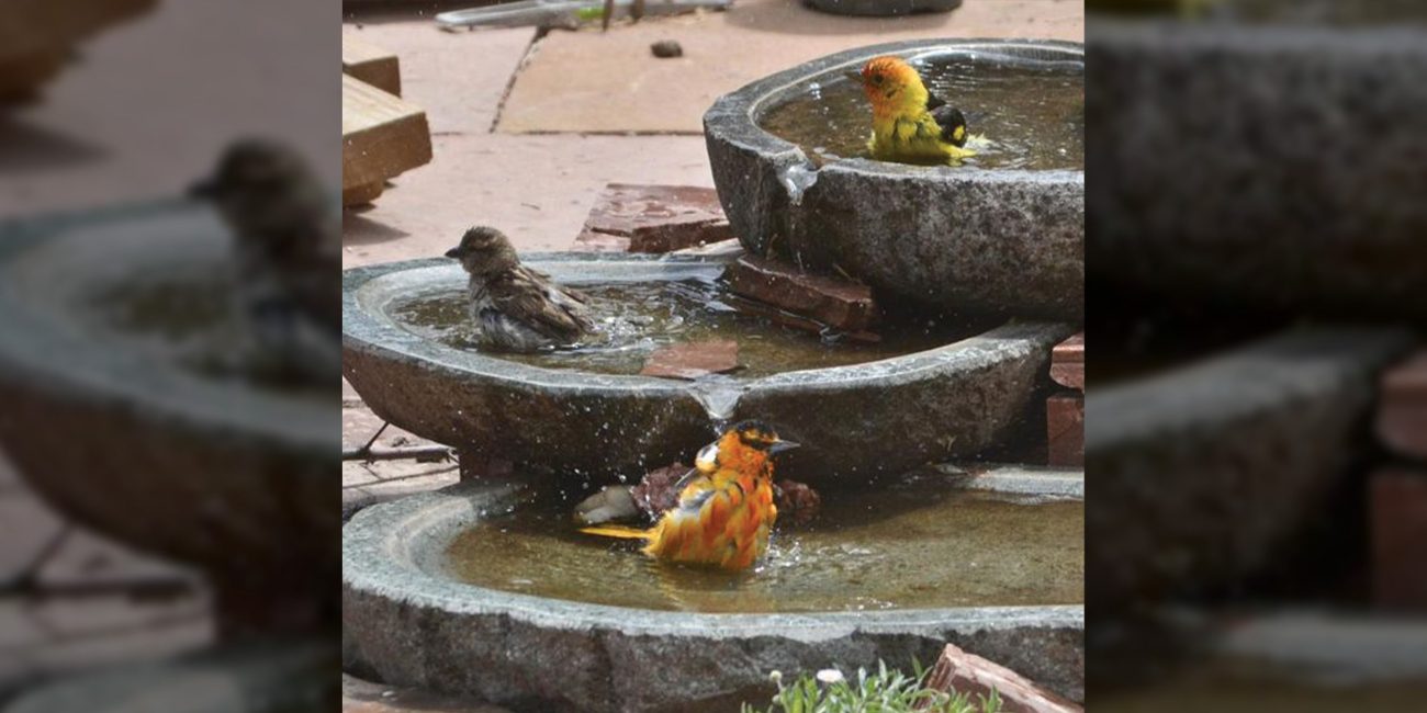 5 DIY Ways To Set Up A Bird Bath In Your Balcony - Zivame