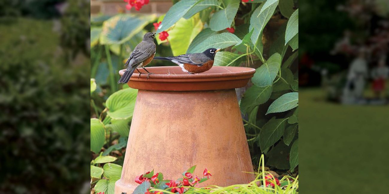 5 DIY Ways To Set Up A Bird Bath In Your Balcony - Zivame